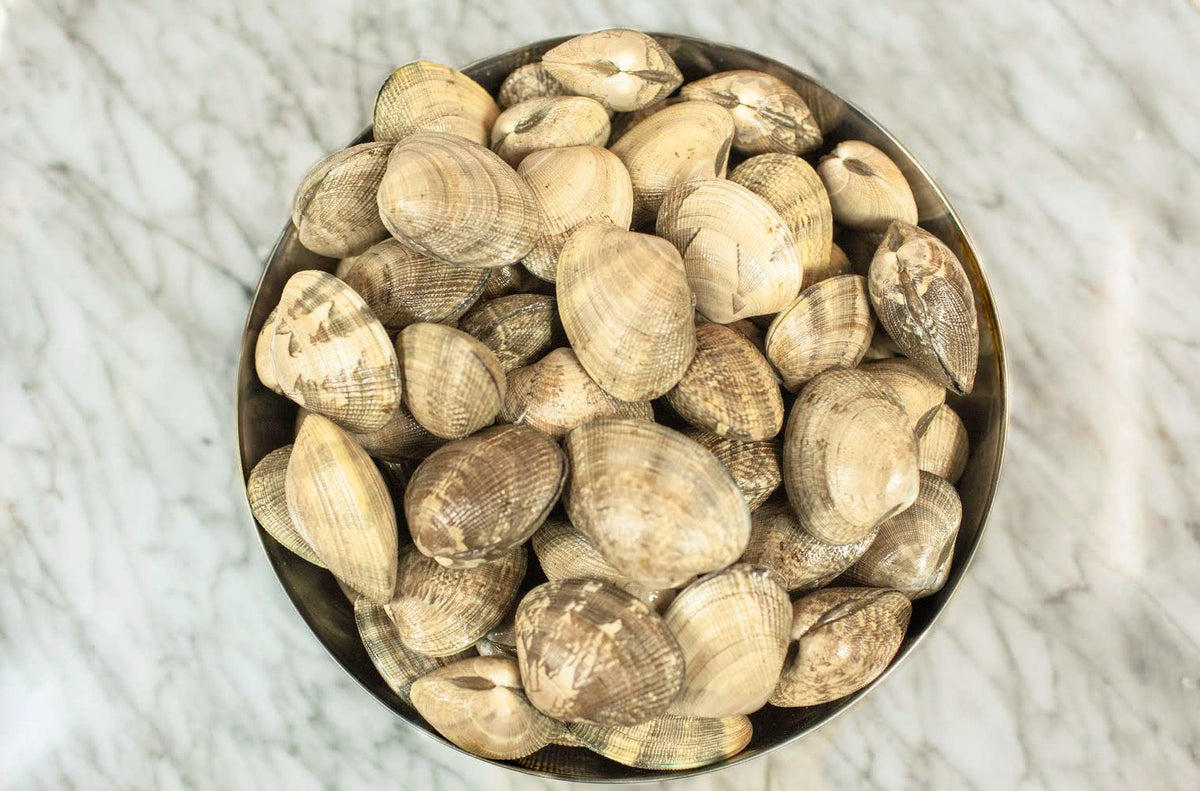 Live Local BC Manila Clams – Fishermen Select